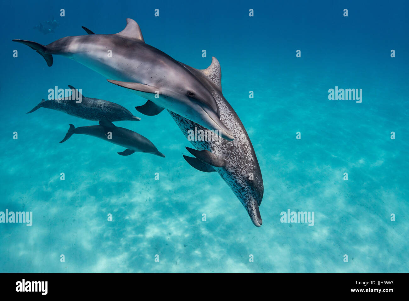 Atlantic Spotted Dolphins swim freely in the waters of Bimini, Bahamas ...