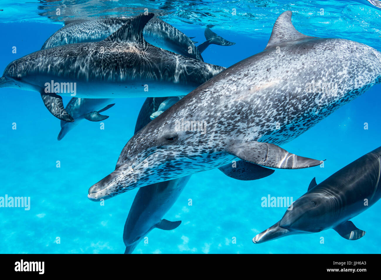 Atlantic Spotted Dolphins swim beneath the ocean surface in the ...