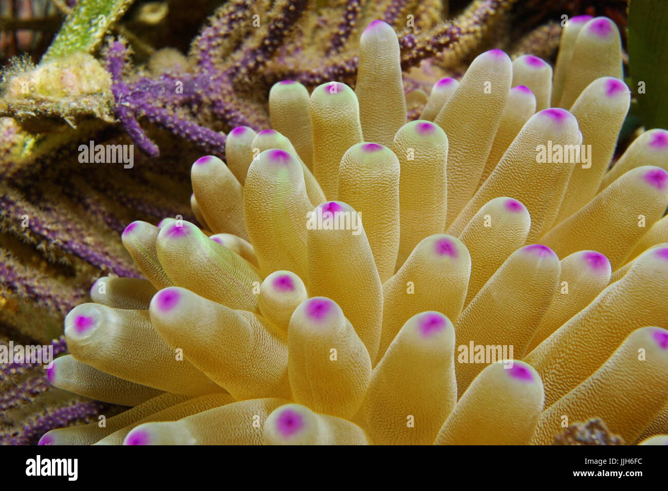 Condylactis gigantea hi-res stock photography and images - Alamy