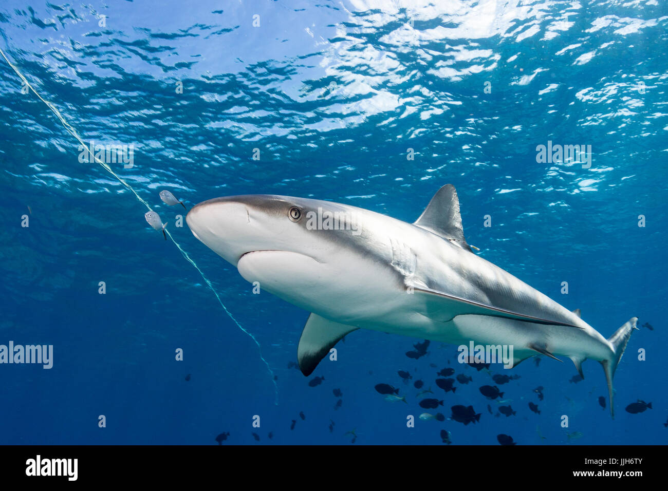 Shark overhead hi-res stock photography and images - Alamy