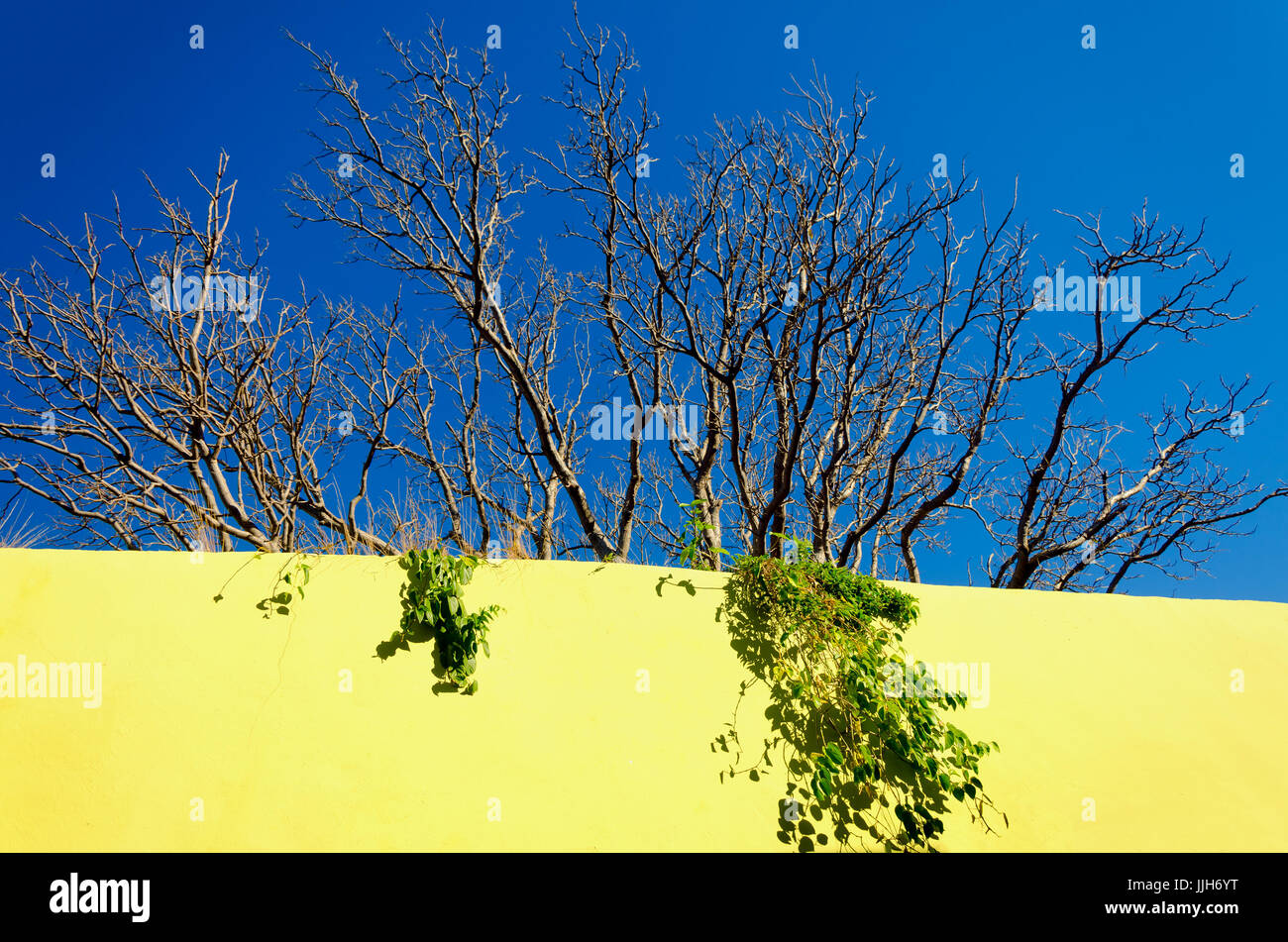 Campeche tree hi-res stock photography and images - Alamy