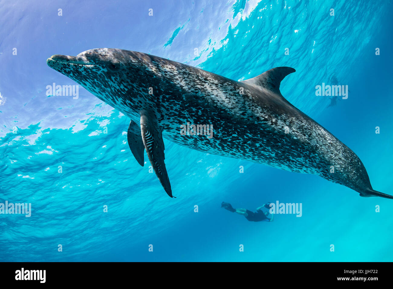 An Atlantic spotted dolphin swims overhead in Bimini, Bahamas Stock ...