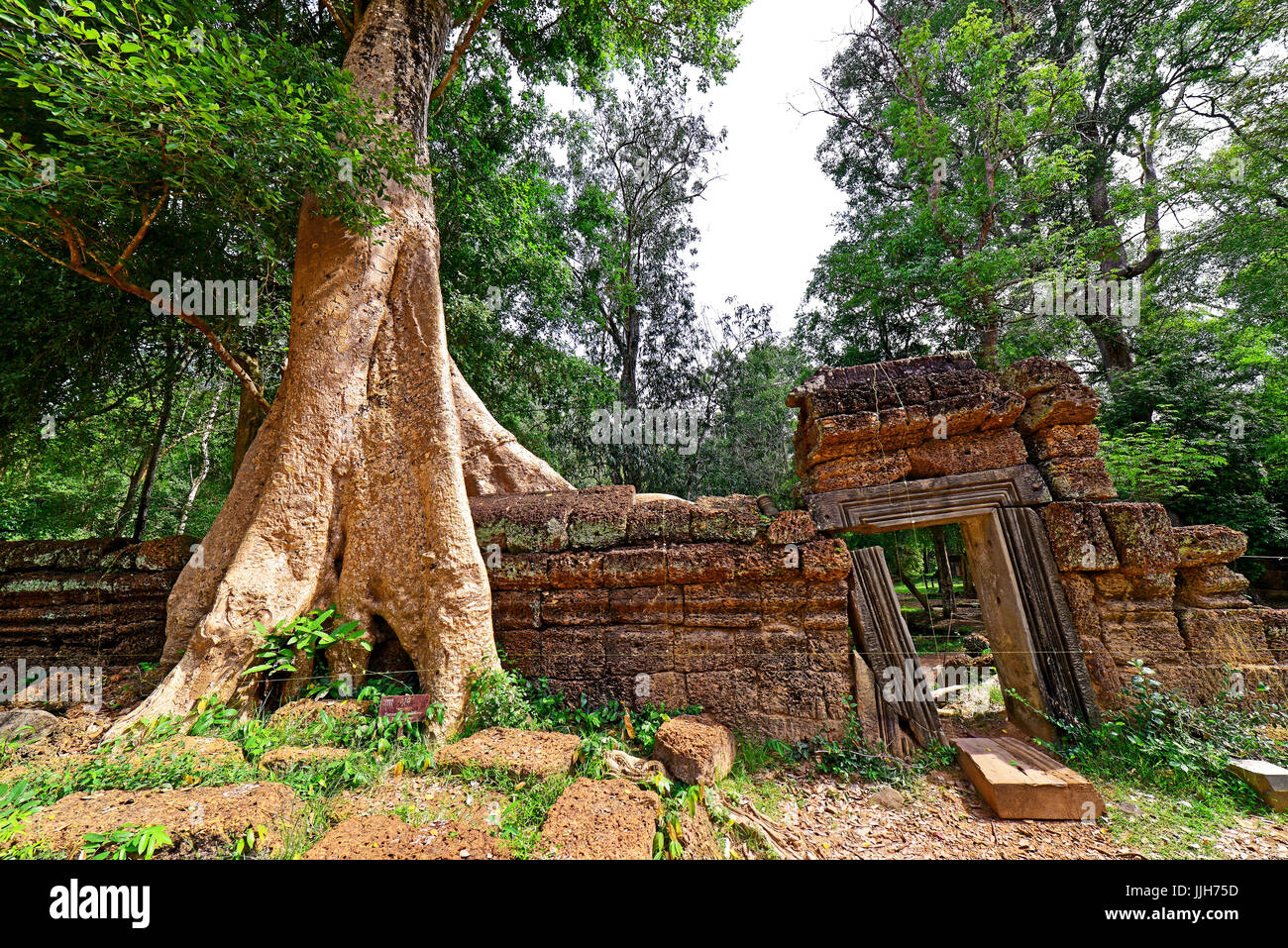 Cambodia Siem Reap Ta Prohm giant tree and roots strangling an ancient ...
