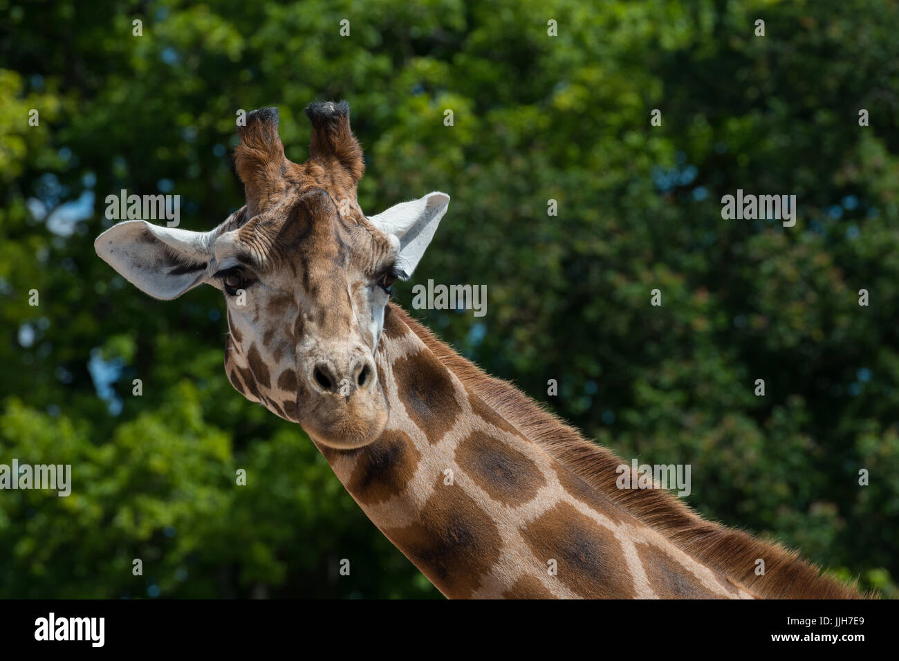 Artiodactyla even toed ungulate hi-res stock photography and images - Alamy