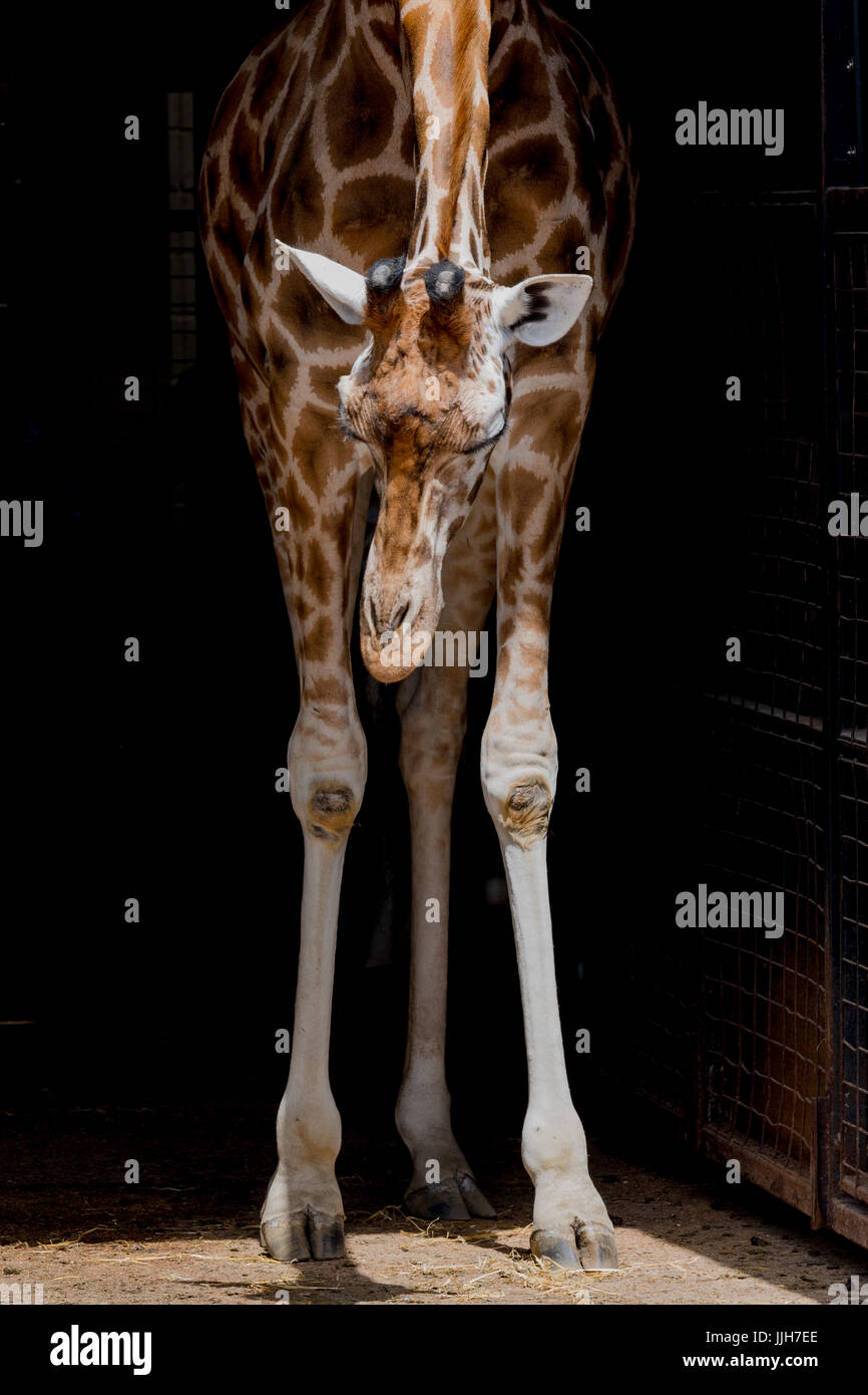Giraffe with Black background Stock Photo - Alamy