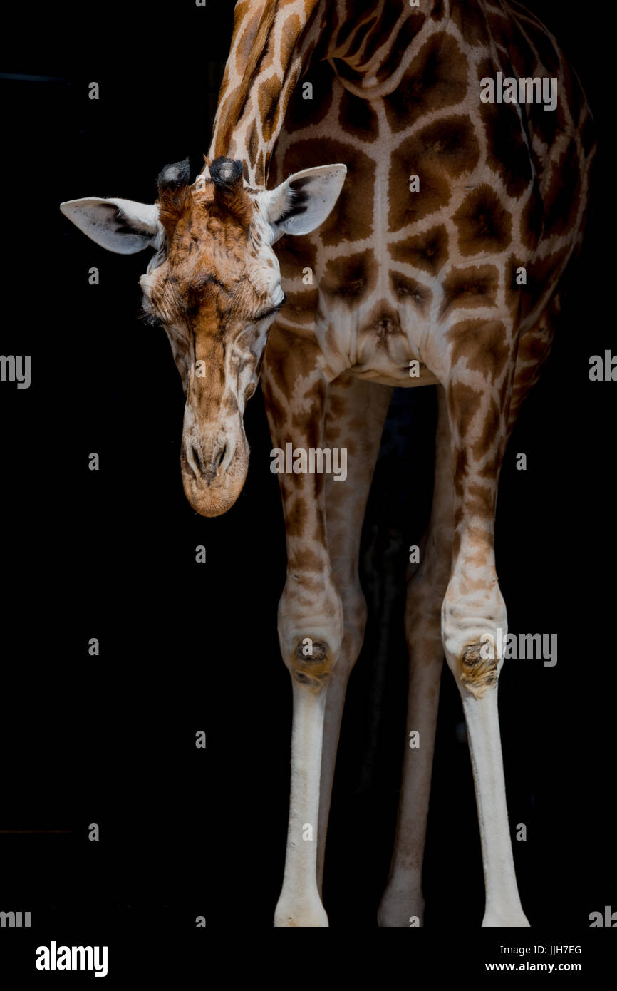Giraffe with Black background Stock Photo - Alamy