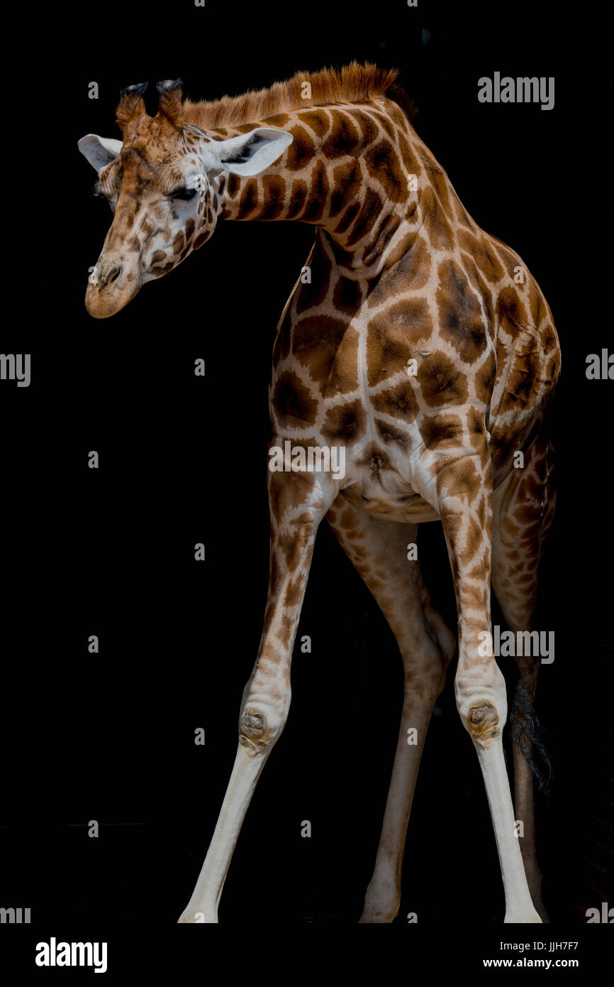 Giraffe with Black background Stock Photo - Alamy