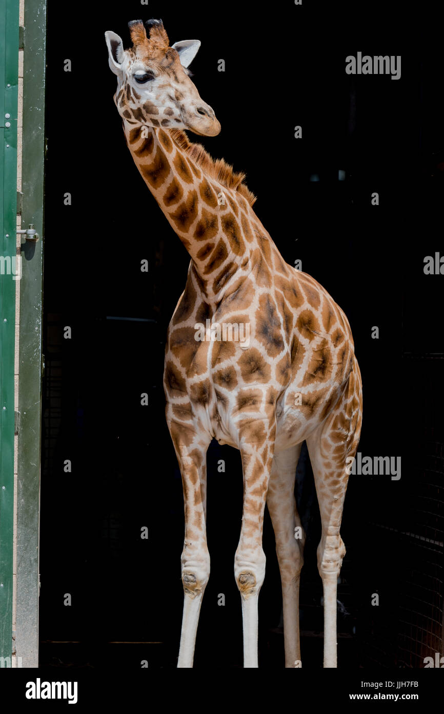 Giraffe with Black background Stock Photo - Alamy