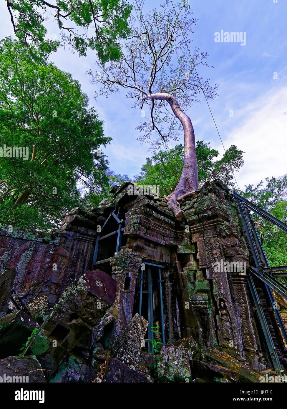 Cambodia Siem Reap Ta Prohm giant tree and roots growing above an ...