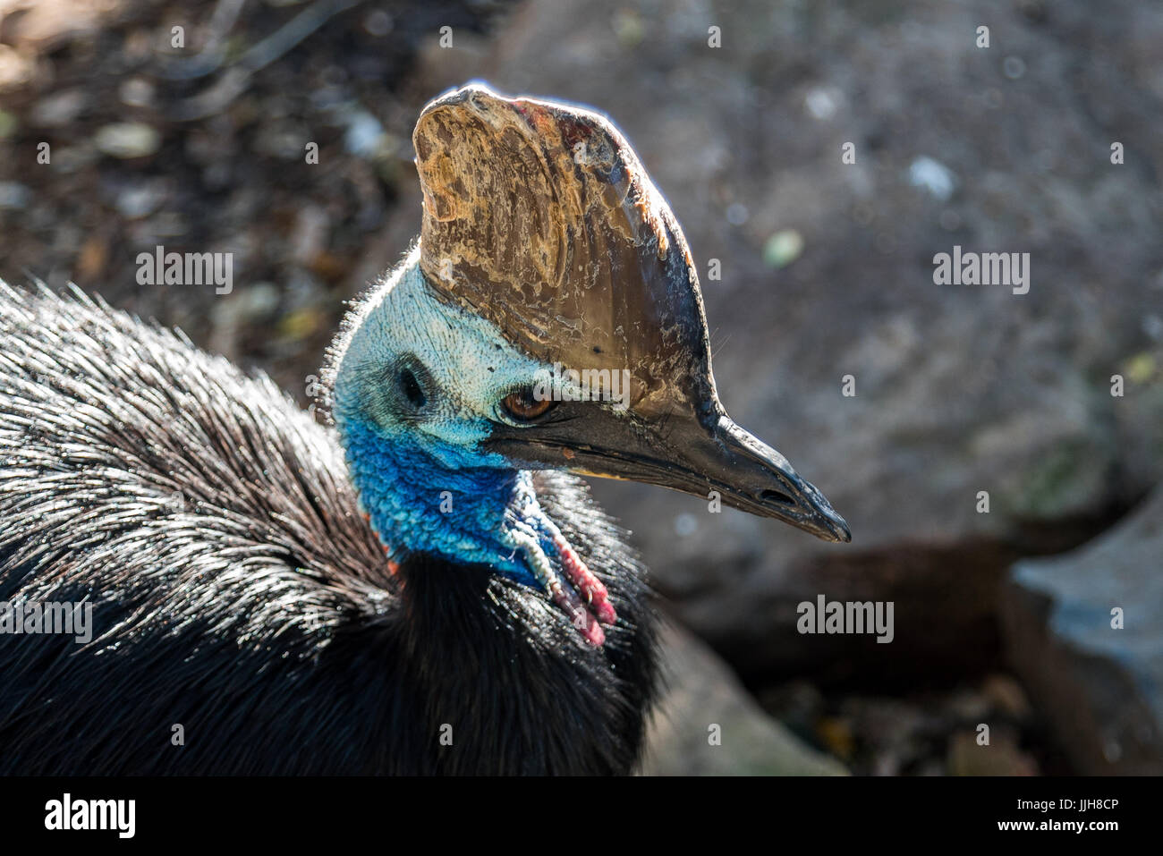 Cassowary Bird Feather