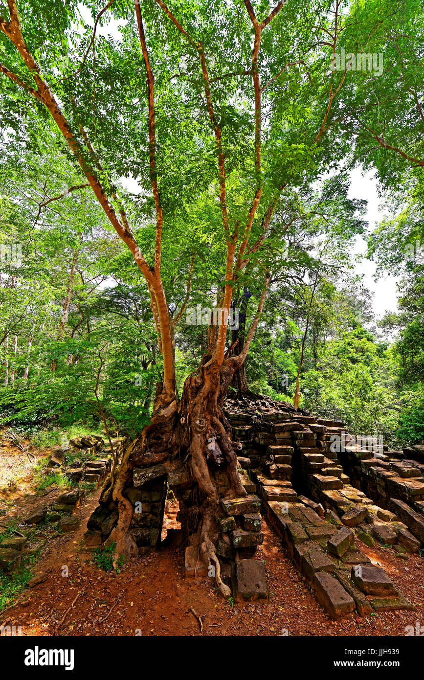 Tree growing through roof hi-res stock photography and images - Alamy