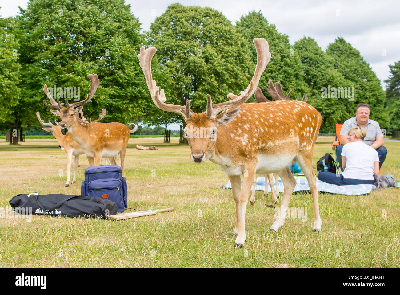 Bushy park london deer hi-res stock photography and images - Alamy