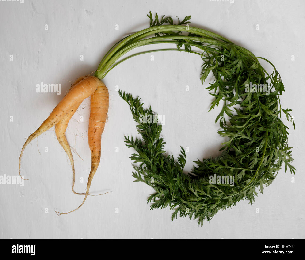 Reduce food waste and use wonky vegetables. Recently harvested carrot(s ...