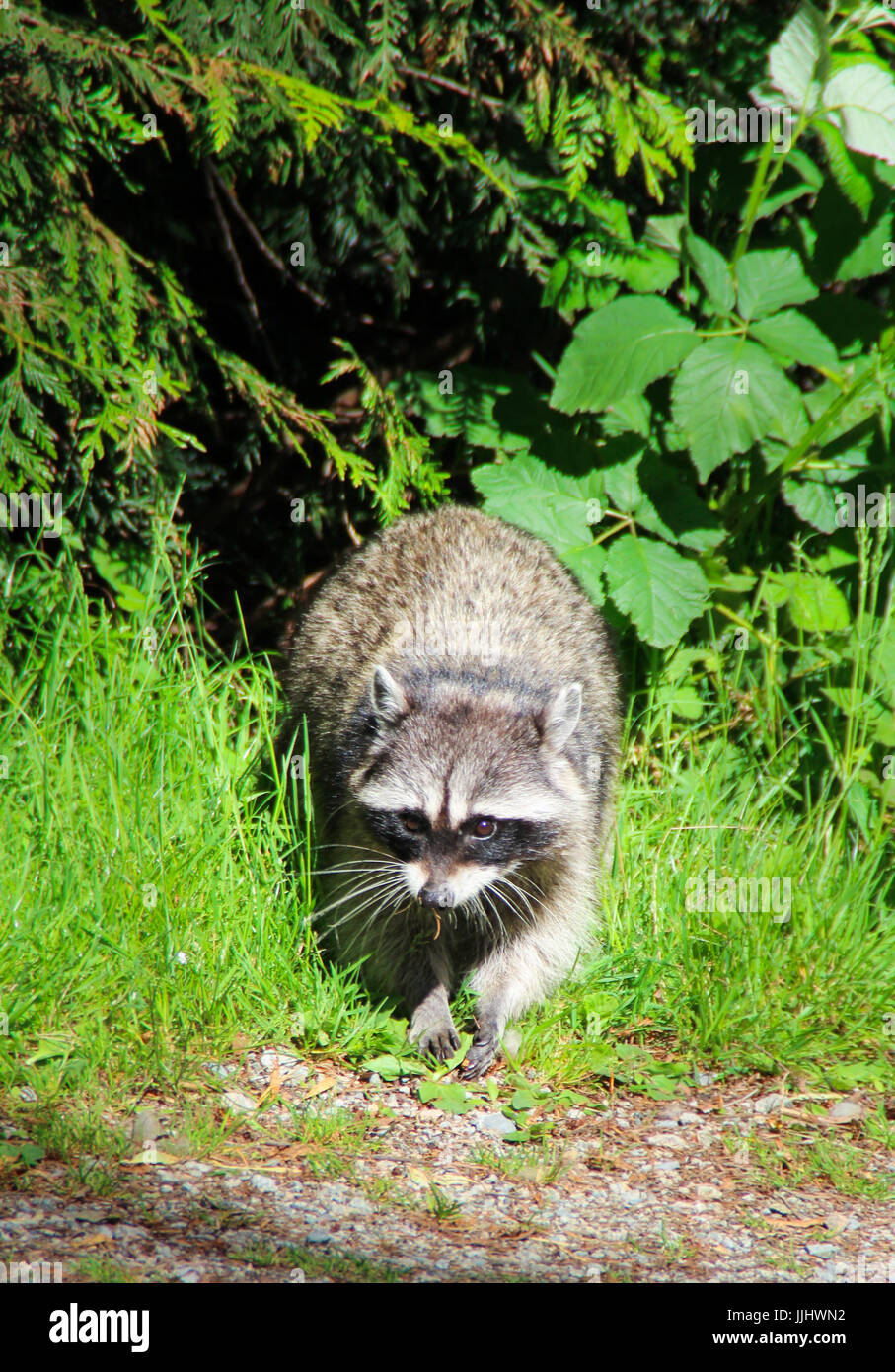 A wild raccoon coming out from the foerst Stock Photo - Alamy