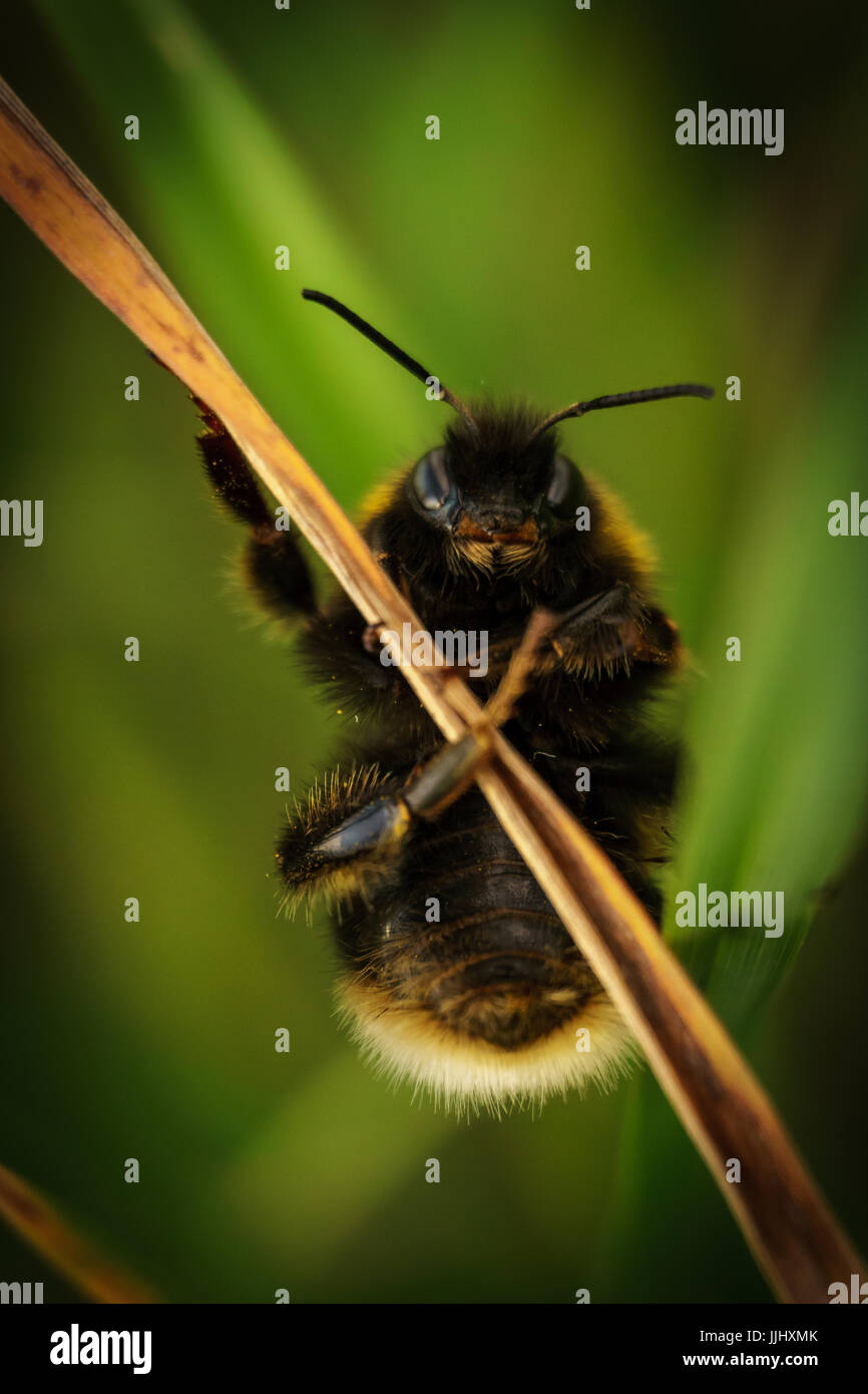 Crawling bee hi-res stock photography and images - Alamy