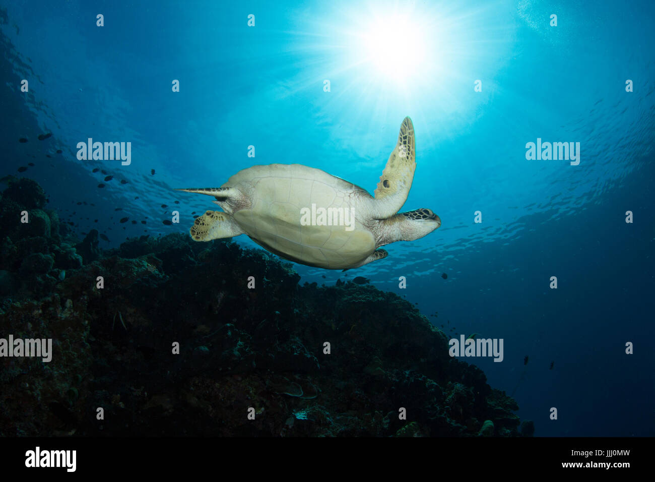A green sea turtle soars above at the dive site Lekuan I in Bunaken ...