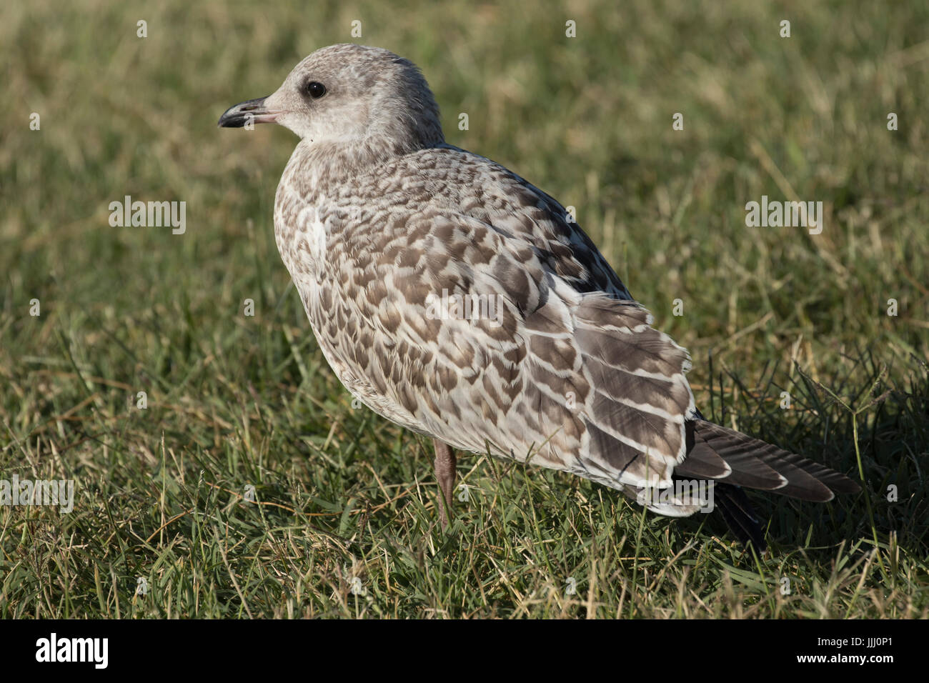Bird fledging hi-res stock photography and images - Alamy