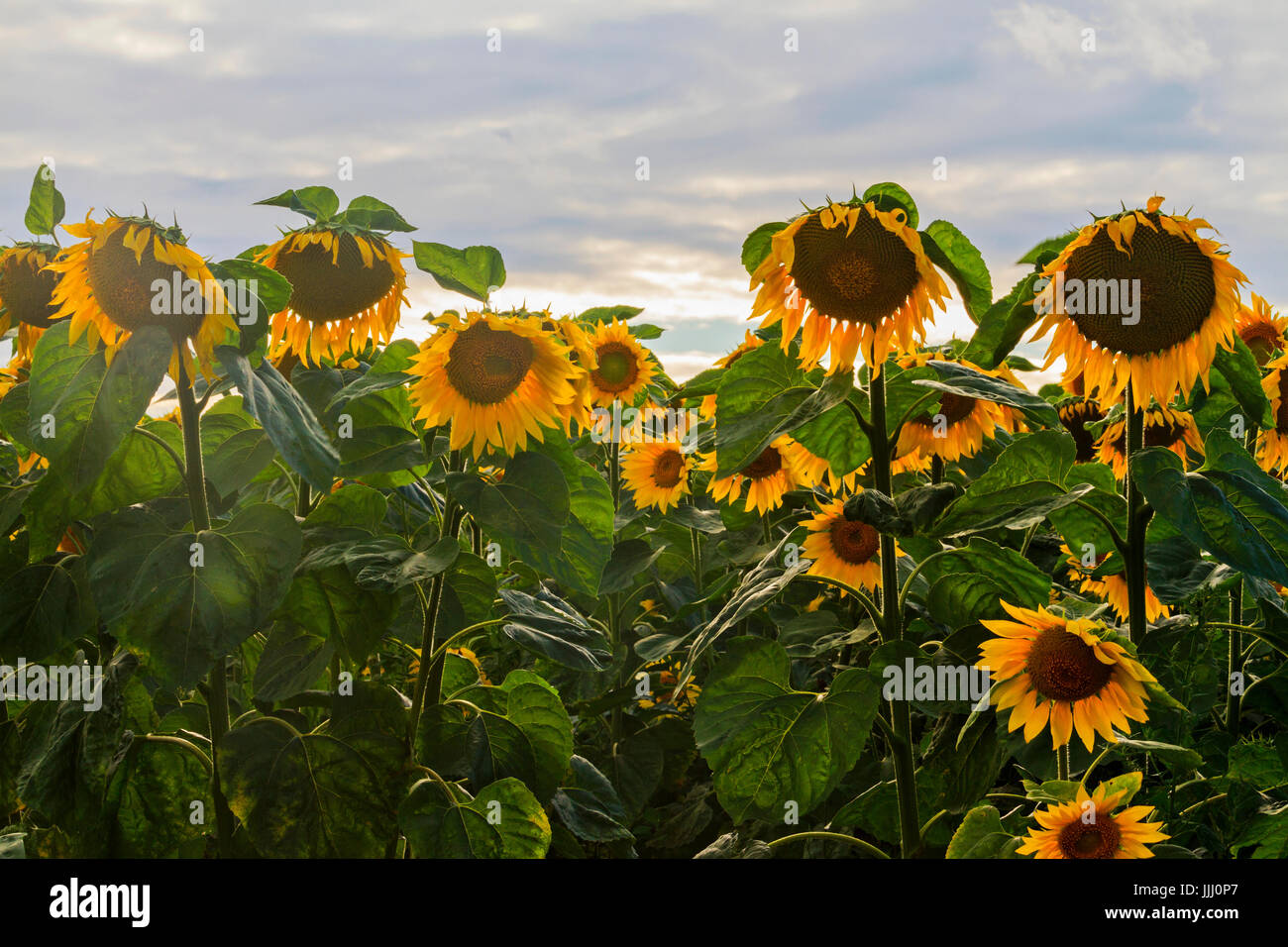 Sunflower field with bright colors,Agrocultura Stock Photo - Alamy