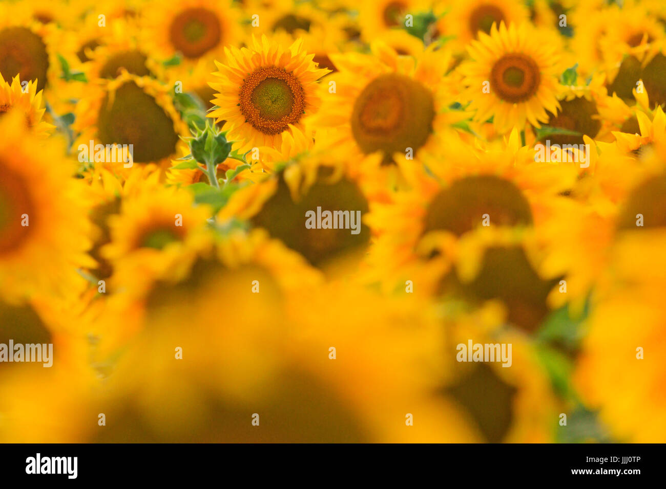 Yellow texture of sunflower flowers,Agrocultura Stock Photo - Alamy
