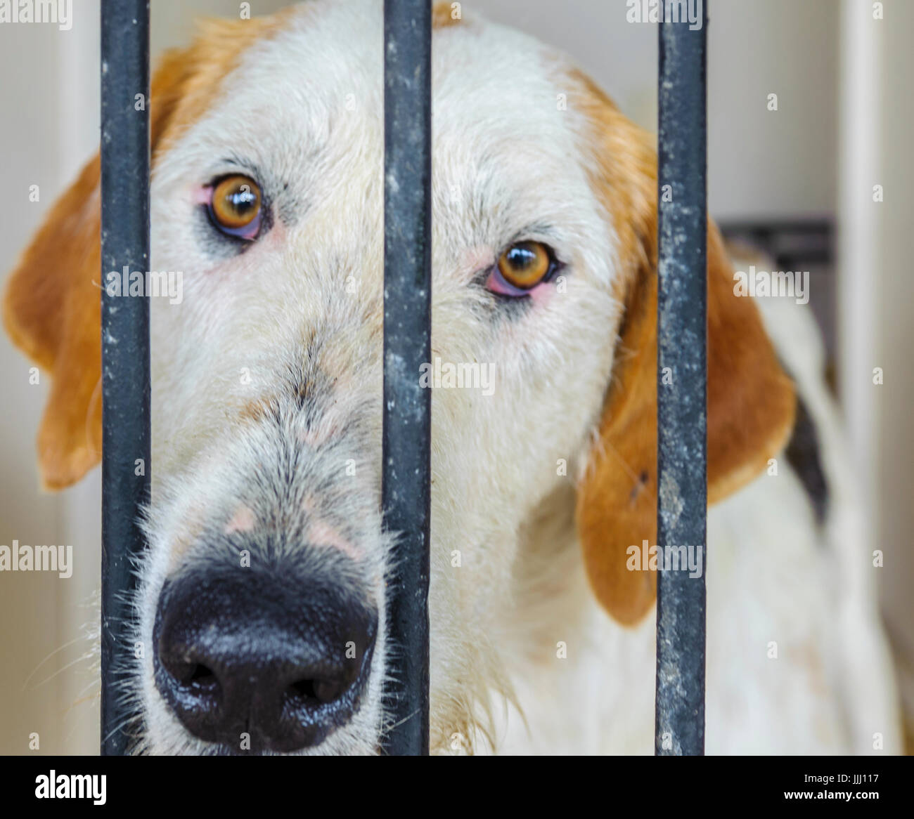 A dog in his kennel looking out behind the bars Stock Photo - Alamy