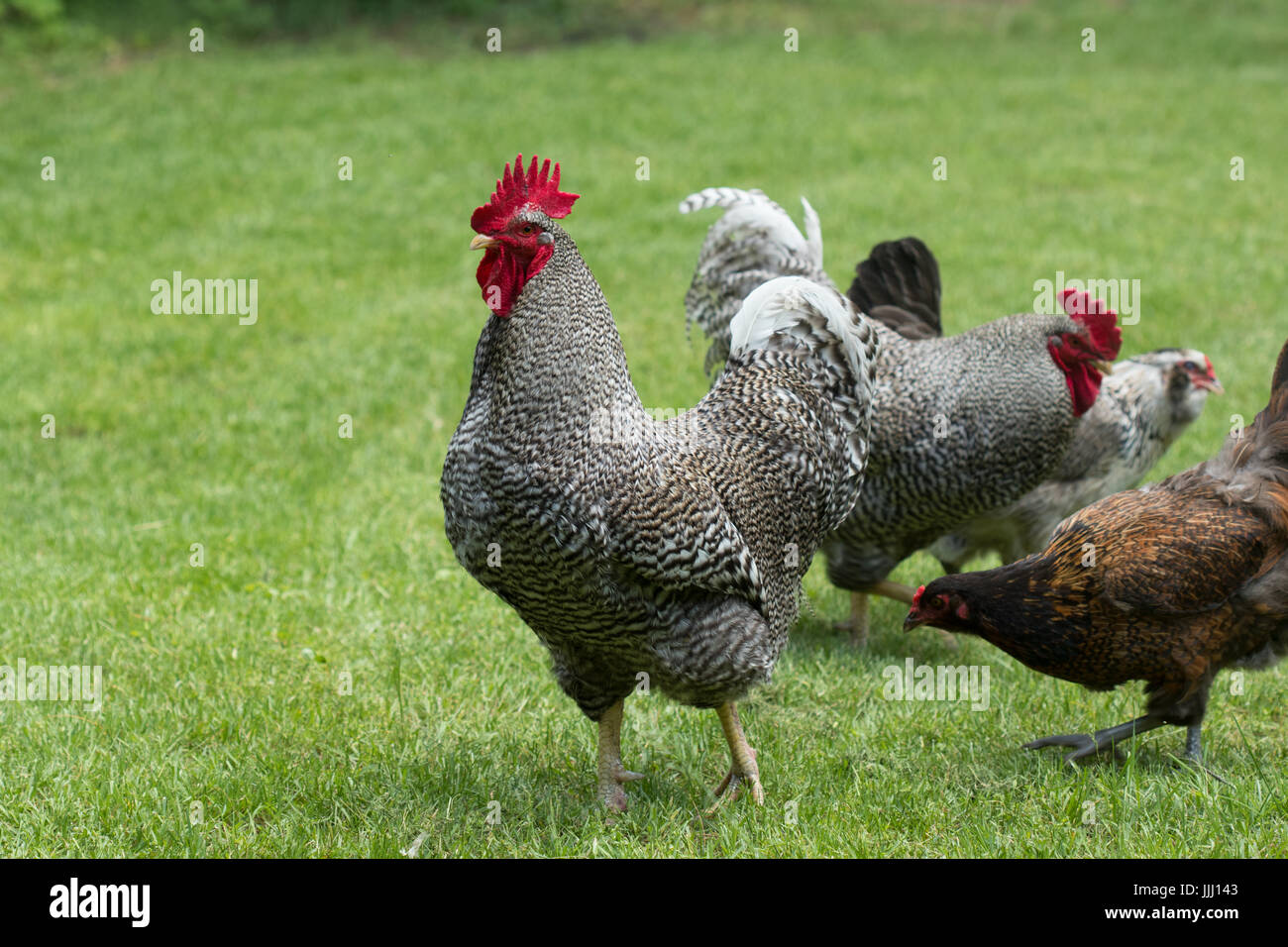 A flock of chicken in the backward Stock Photo - Alamy