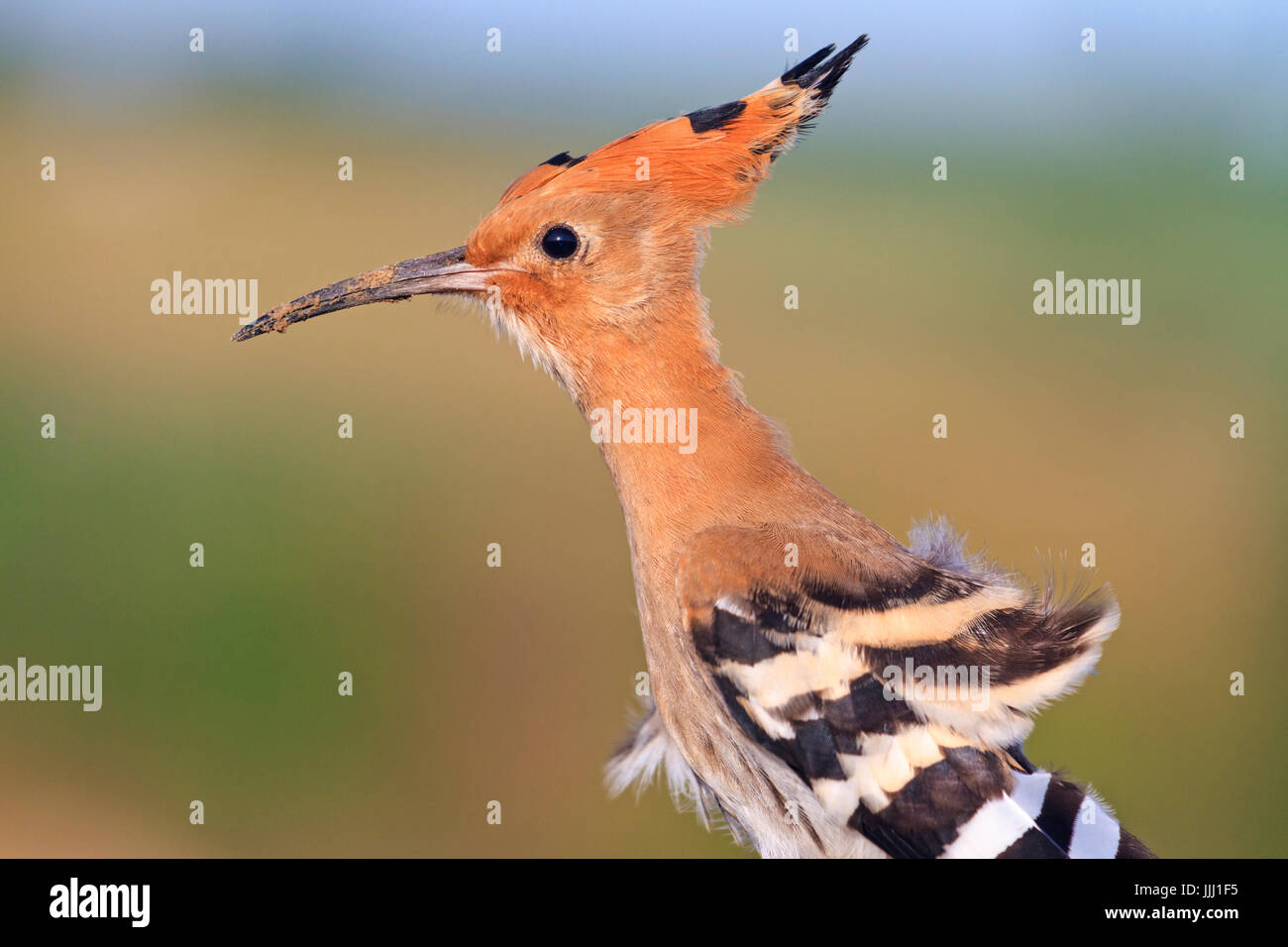 unusual bird with torn feathers,Wildlife, animals Stock Photo - Alamy