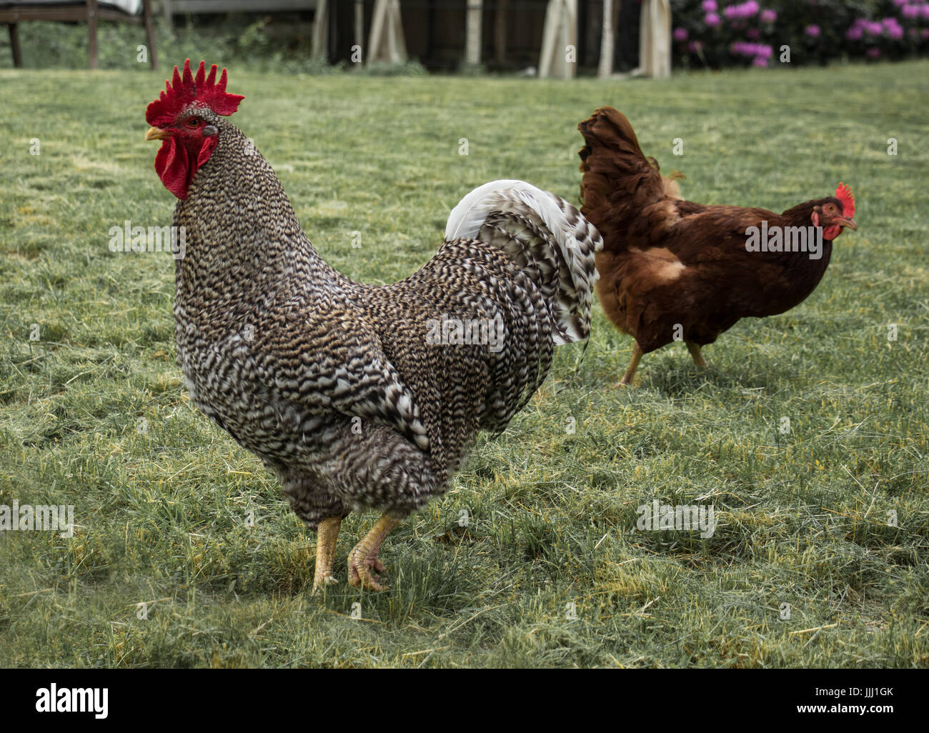 A rooster and a hen in backward Stock Photo - Alamy