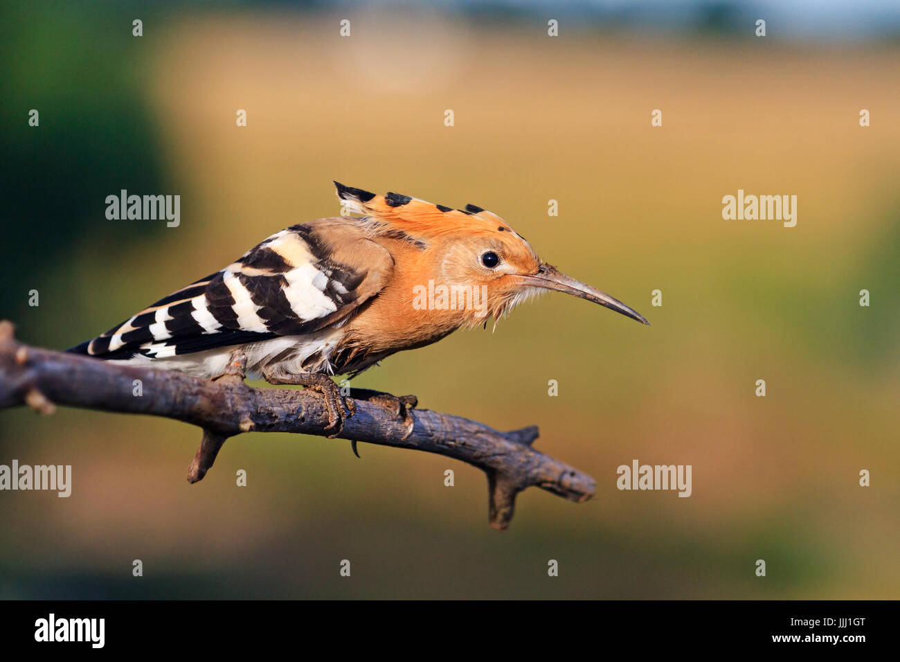 Inspirational animals hi-res stock photography and images - Alamy