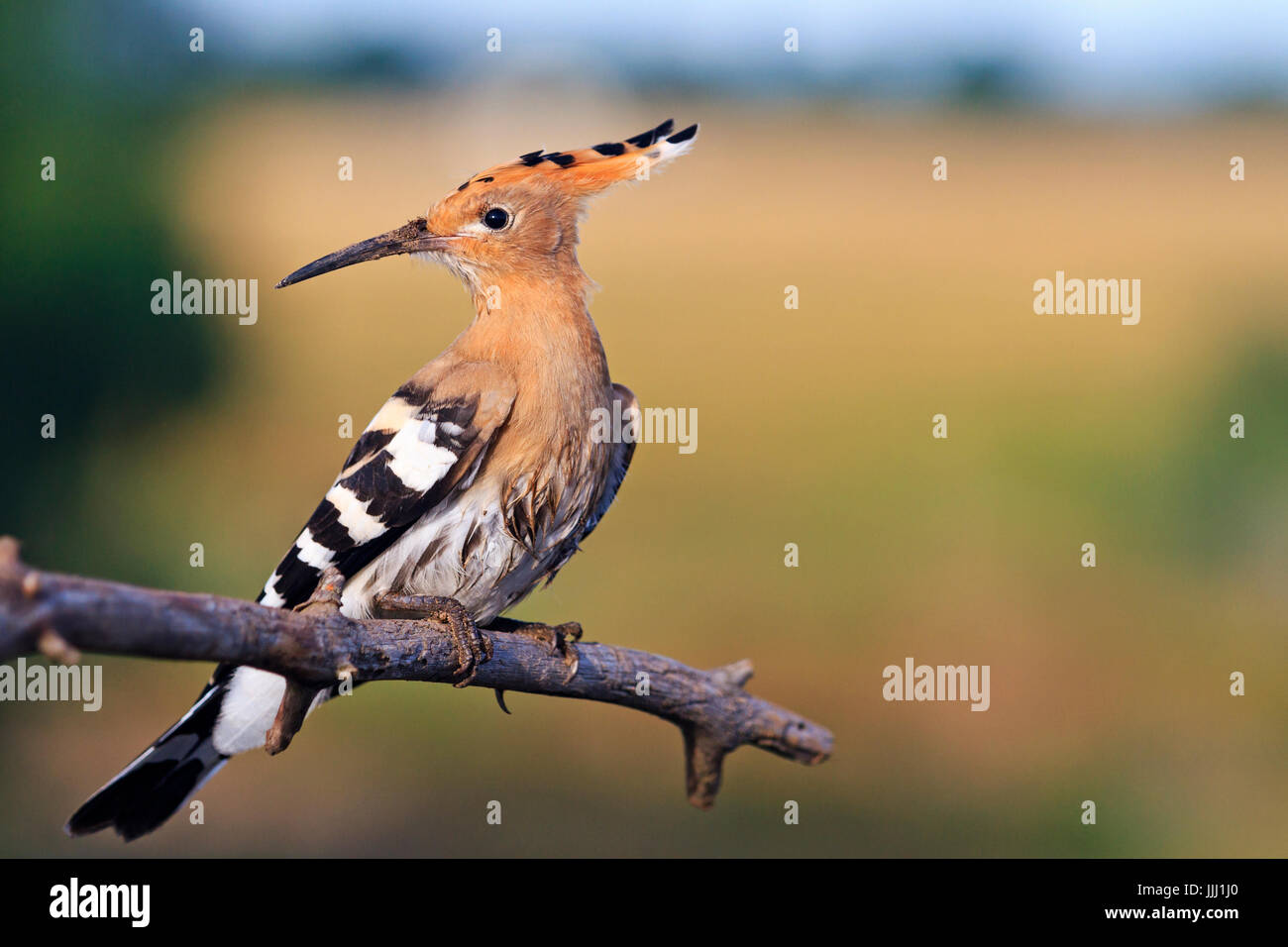 Biblical bird hi-res stock photography and images - Alamy