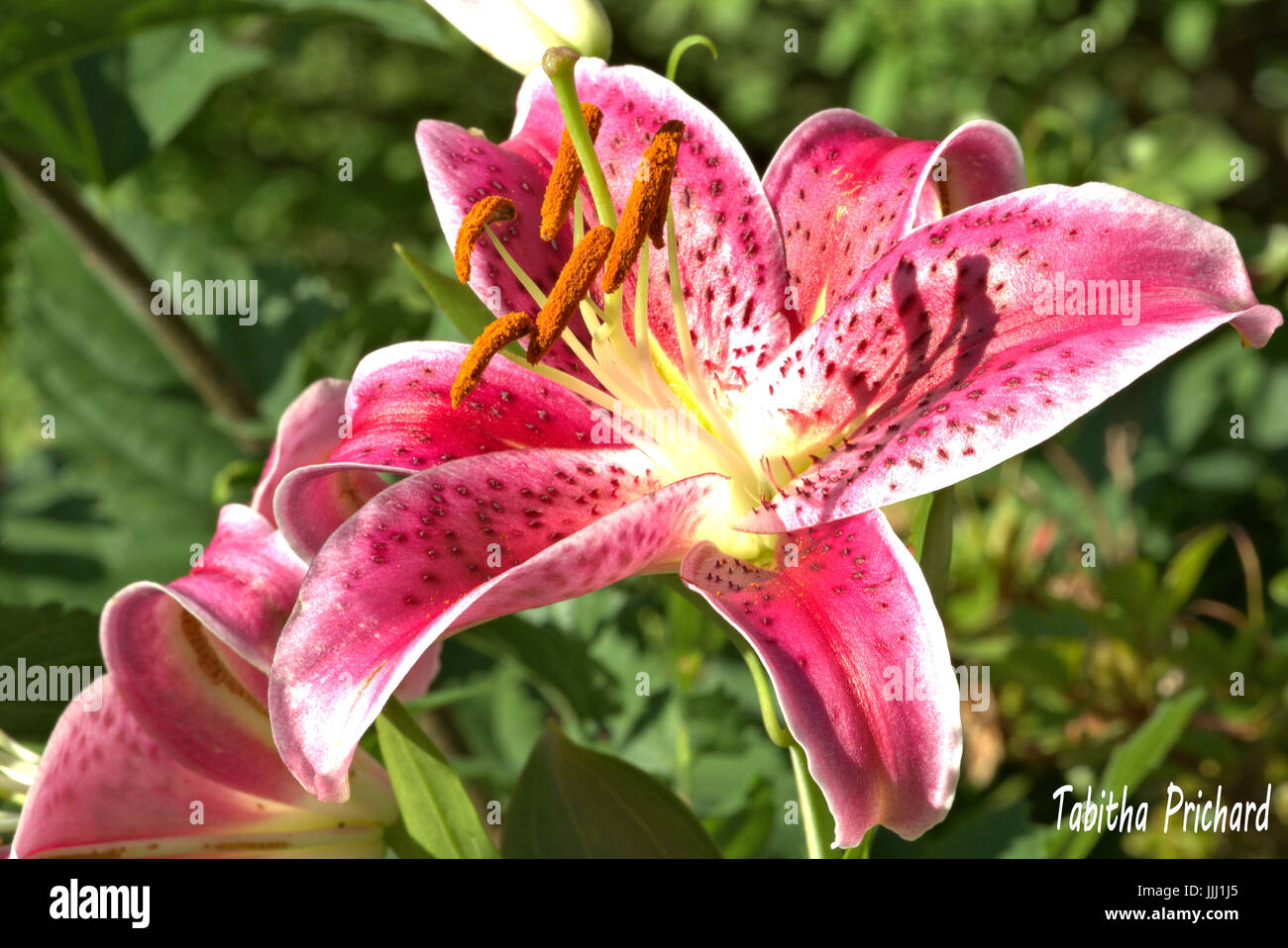 Stargazer lily hi-res stock photography and images - Alamy