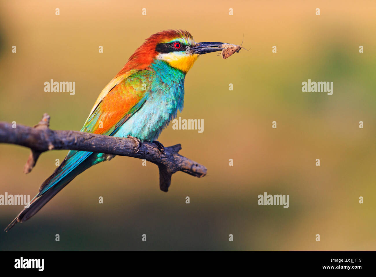 bird that hunts insects and bees,Wildlife, animals Stock Photo - Alamy