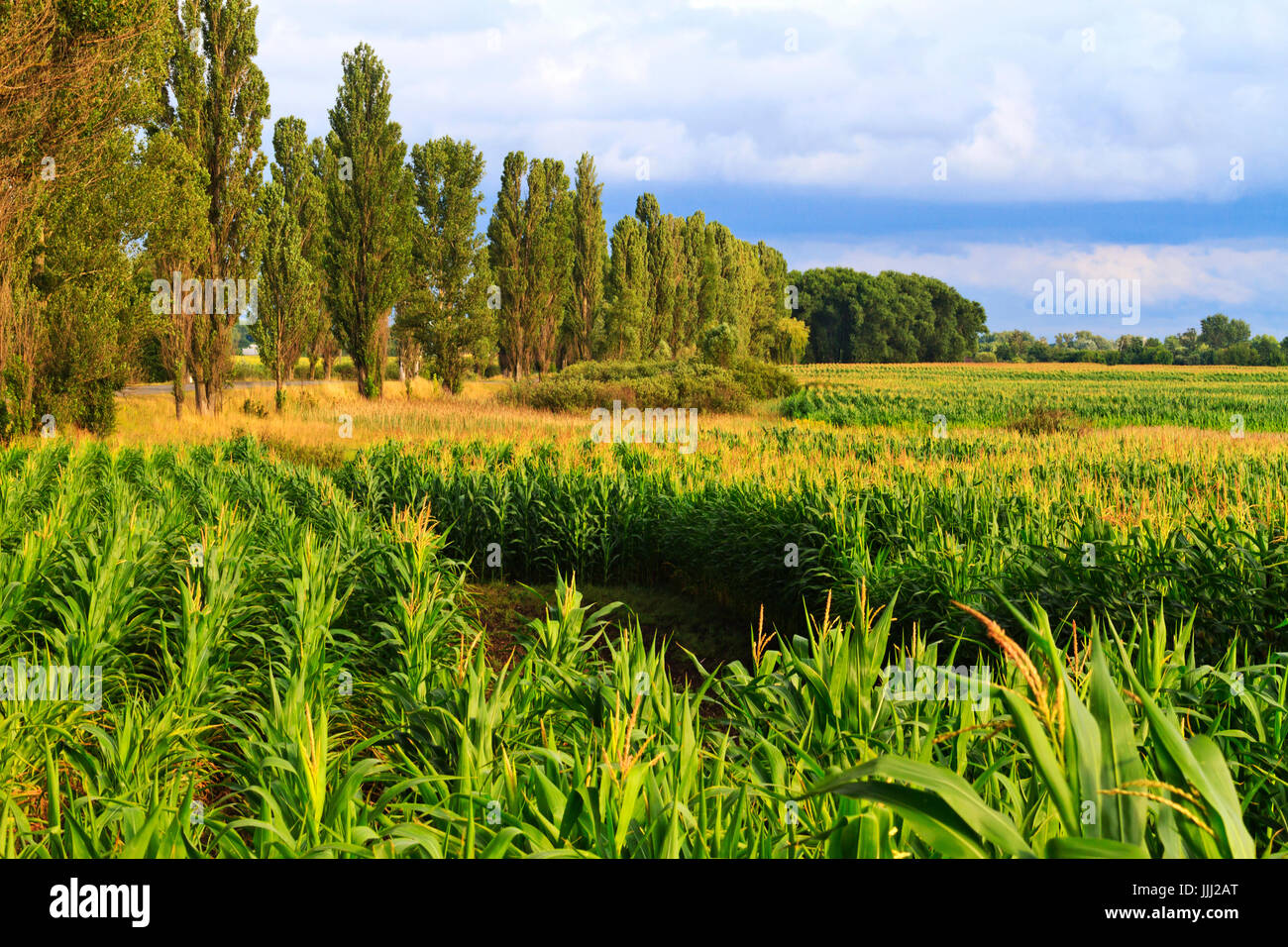 place where they grow ecologically pure corn,Agrocultura Stock Photo ...