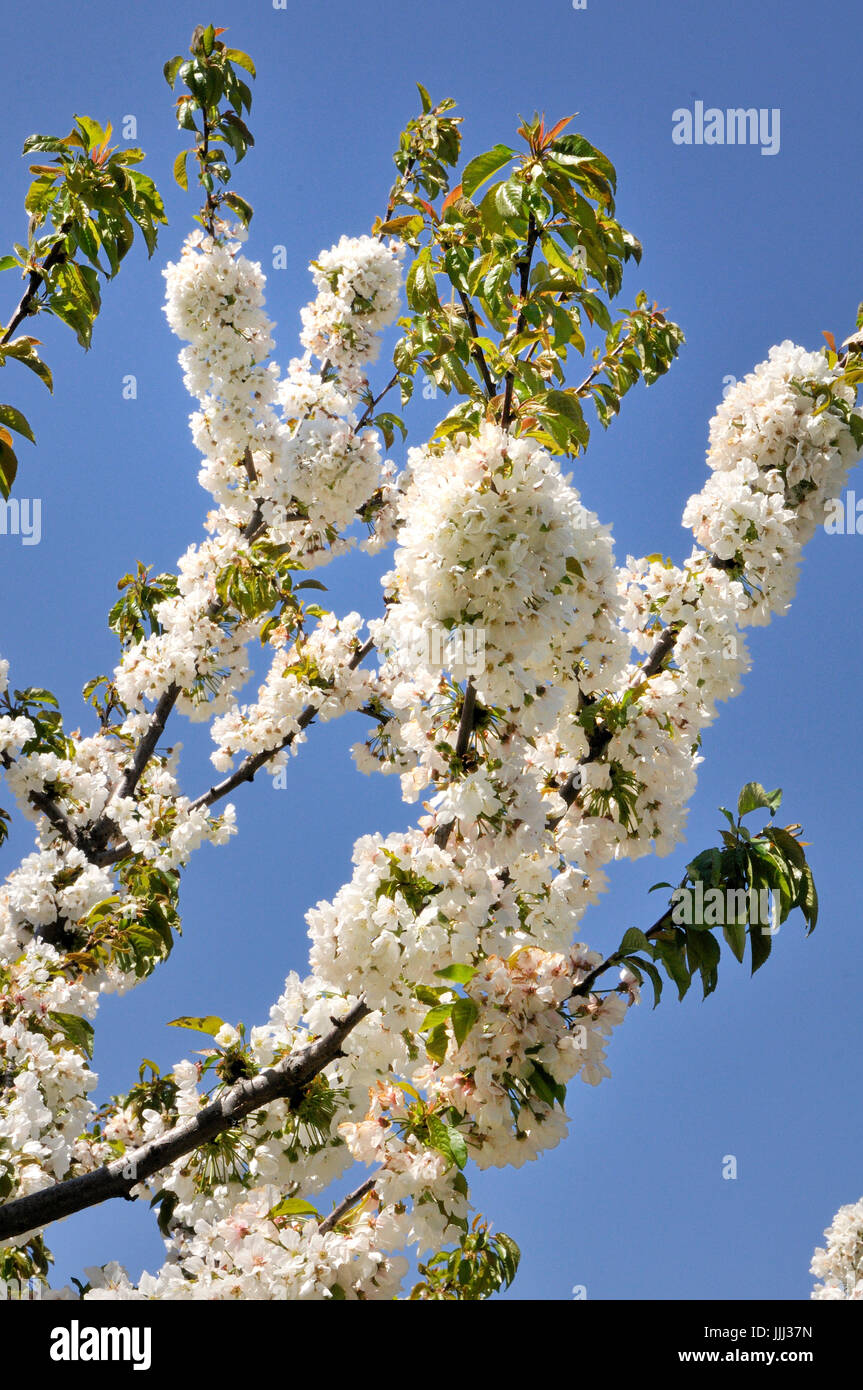 Caceres spain cherry hi-res stock photography and images - Alamy