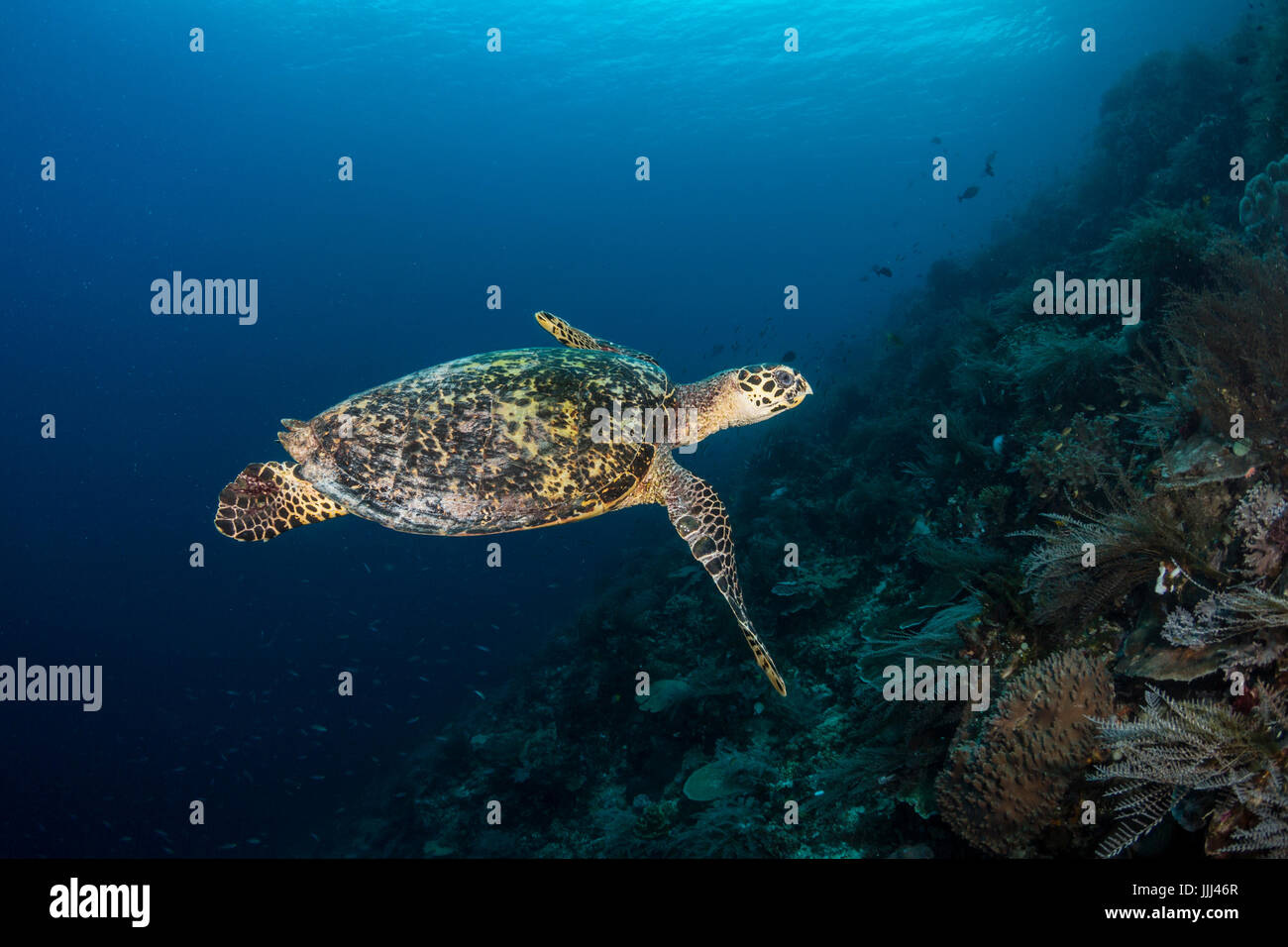 A hawksbill sea turtle swims over the reef in Raja Ampat, Indonesia ...