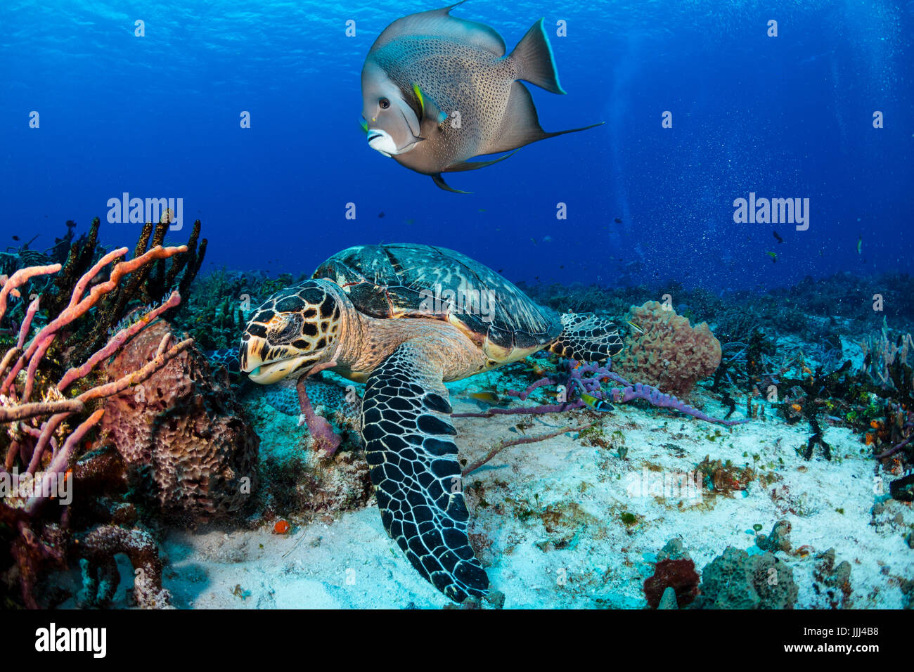 A hawksbill sea turtle feeds on a sponge in Cozumel, Mexico ...