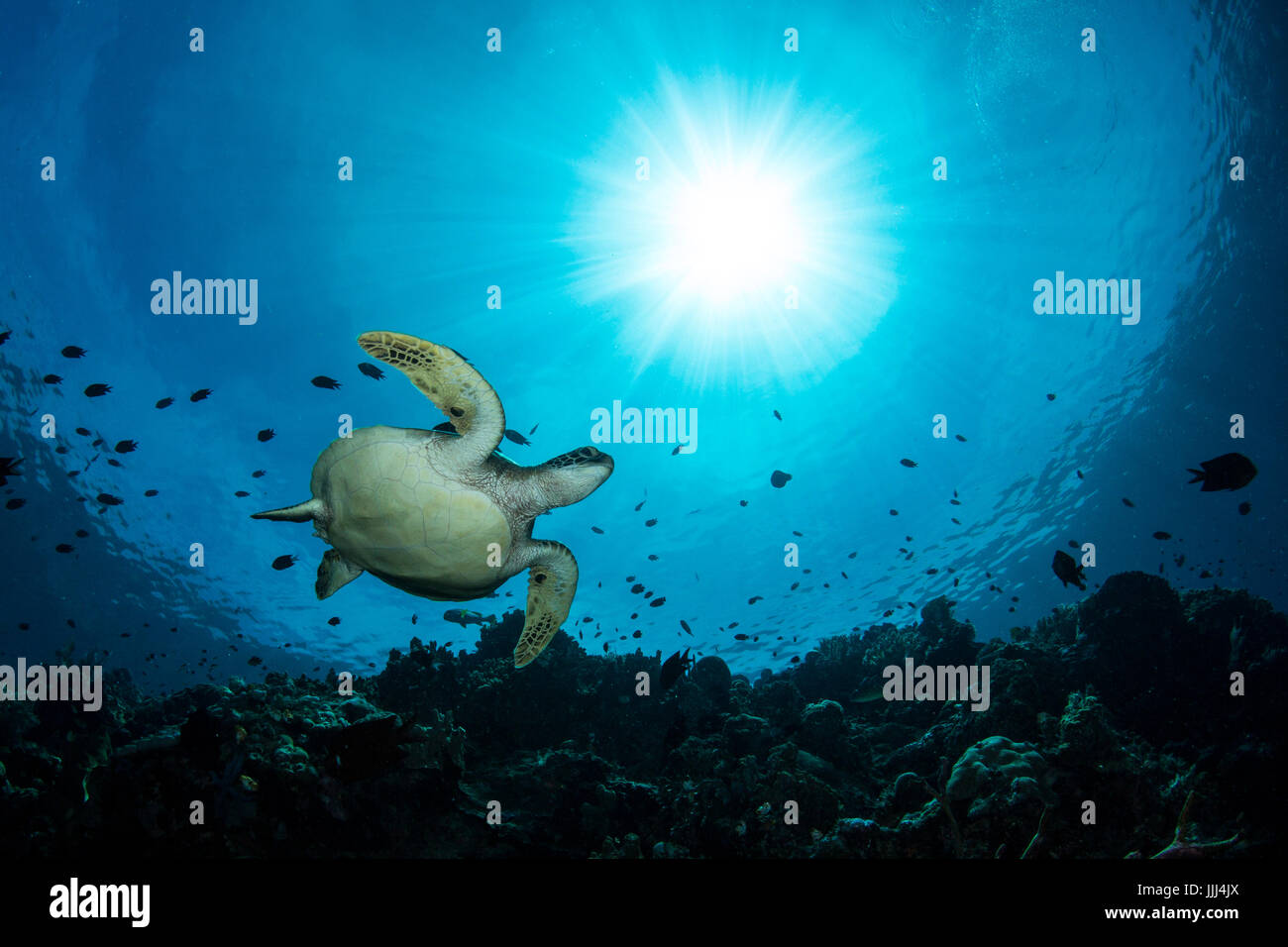 A green sea turtle soars above at the dive site Lekuan I in Bunaken ...