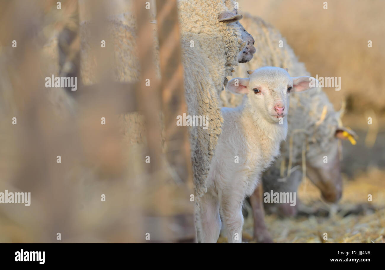 Mother sheep with lamb on the farm Stock Photo - Alamy