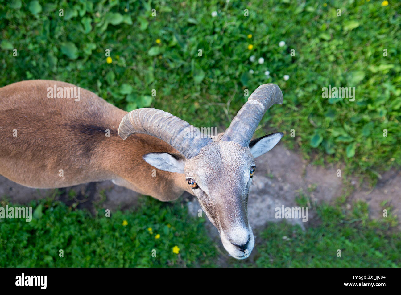 Mountain Goat at the zoo looking into the lens Stock Photo - Alamy