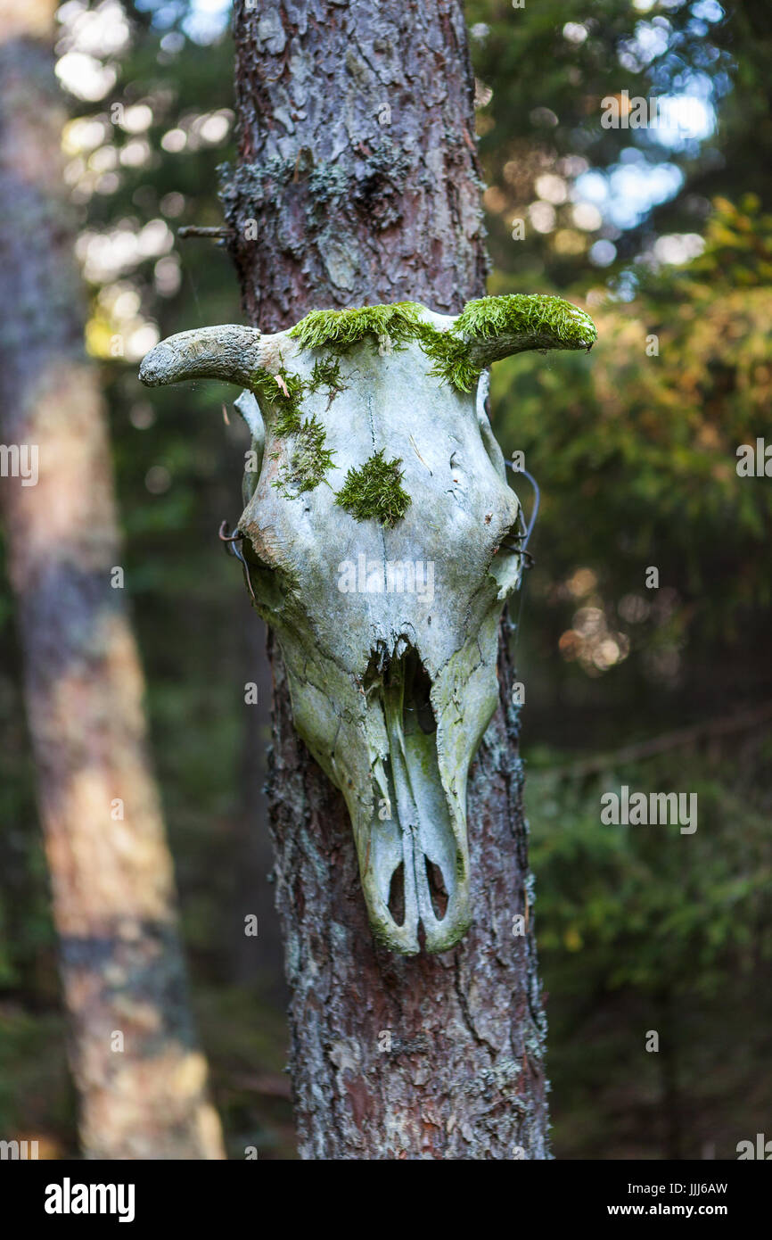 Cow skull on the tree. Forest view of countryside Stock Photo - Alamy