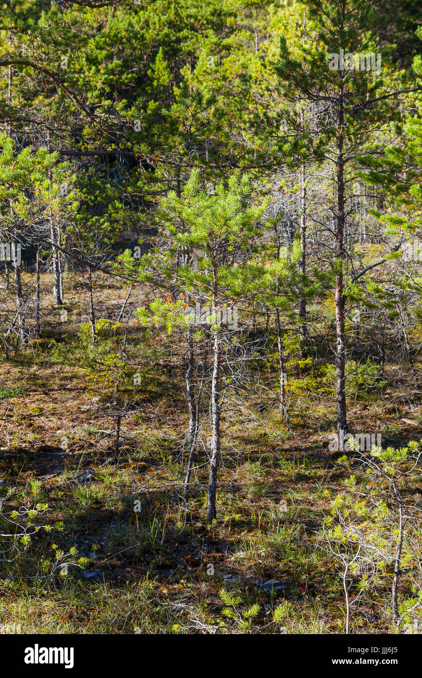 Small fir tree in sunny forest Stock Photo - Alamy