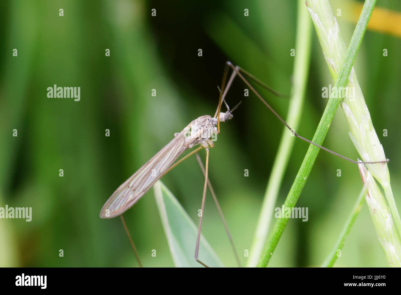 A crane fly Stock Photo - Alamy