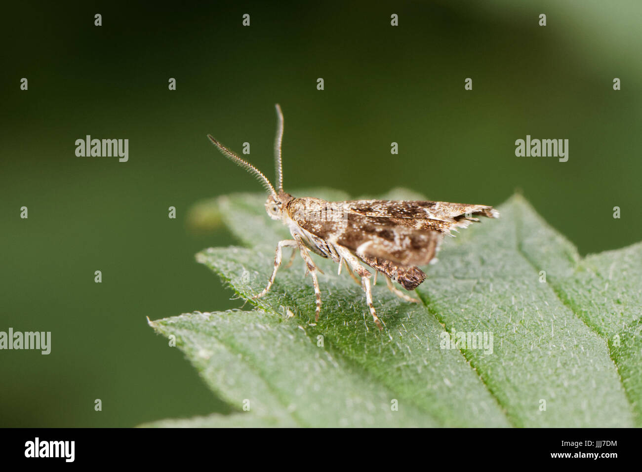 Moth on camera lens hi-res stock photography and images - Alamy