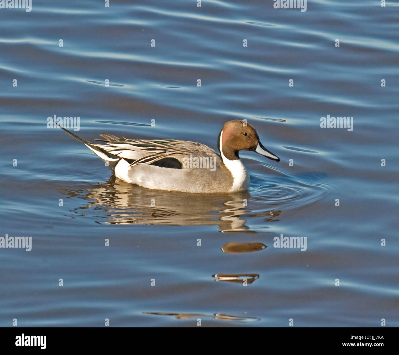 Pintail anus acuta drake hi-res stock photography and images - Alamy