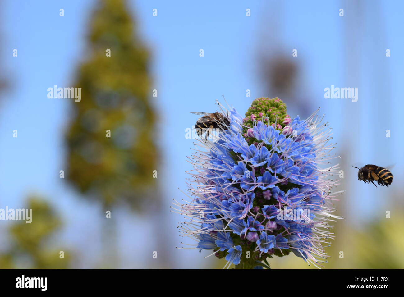 Banded bee with proboscis extended collecting pollen from echium flower ...