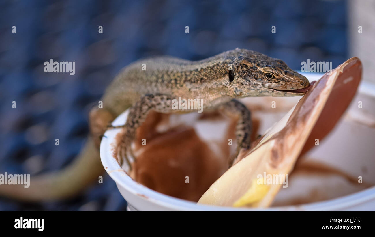 Lizard eating ice cream hi-res stock photography and images - Alamy