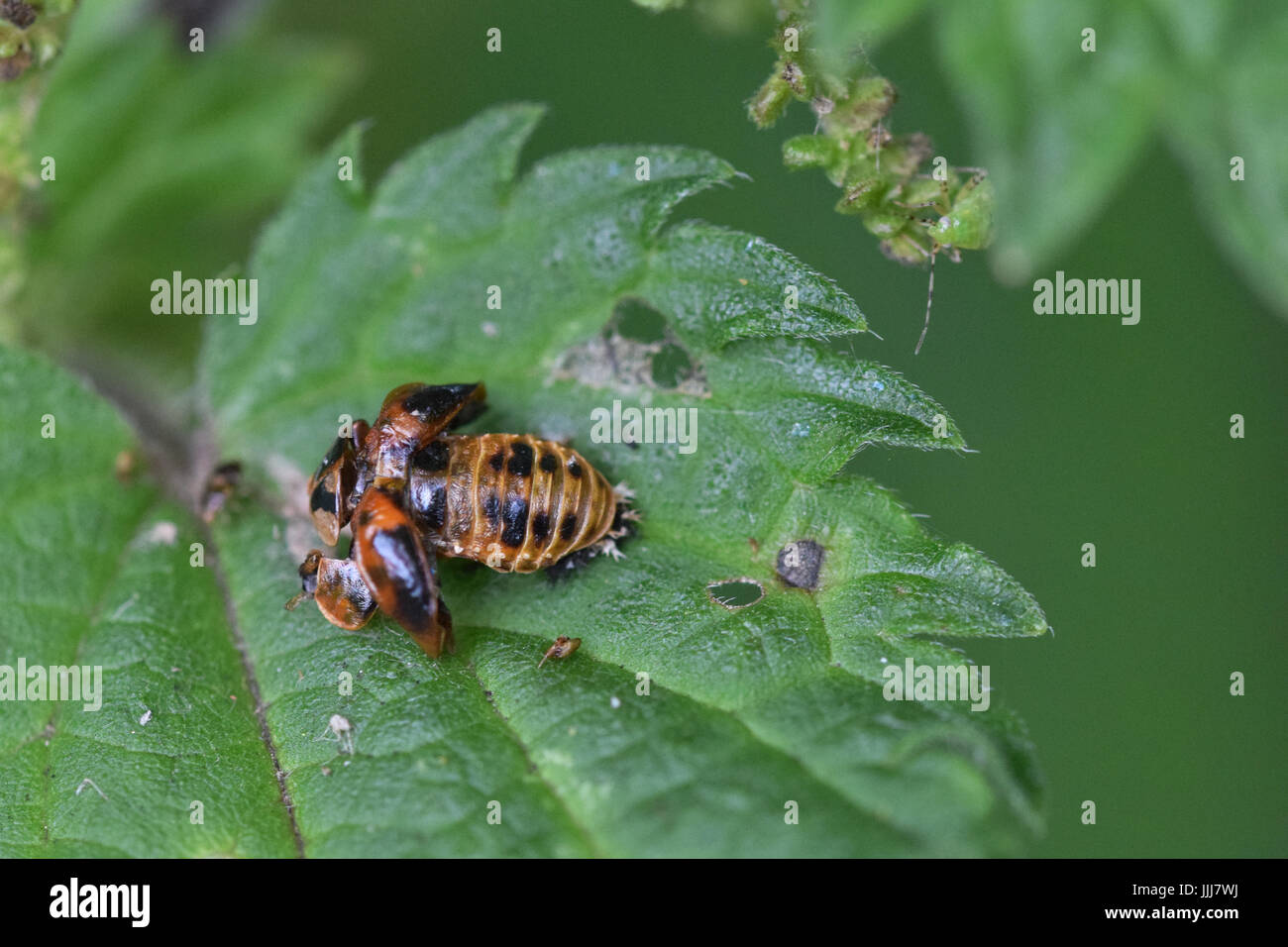 Ladybird life cycle as external pupae shell has broken to show the ...