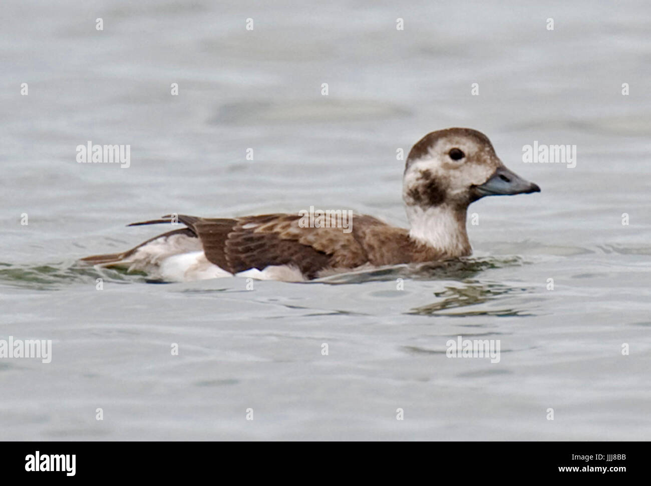 Long tailed duck uk hi-res stock photography and images - Alamy