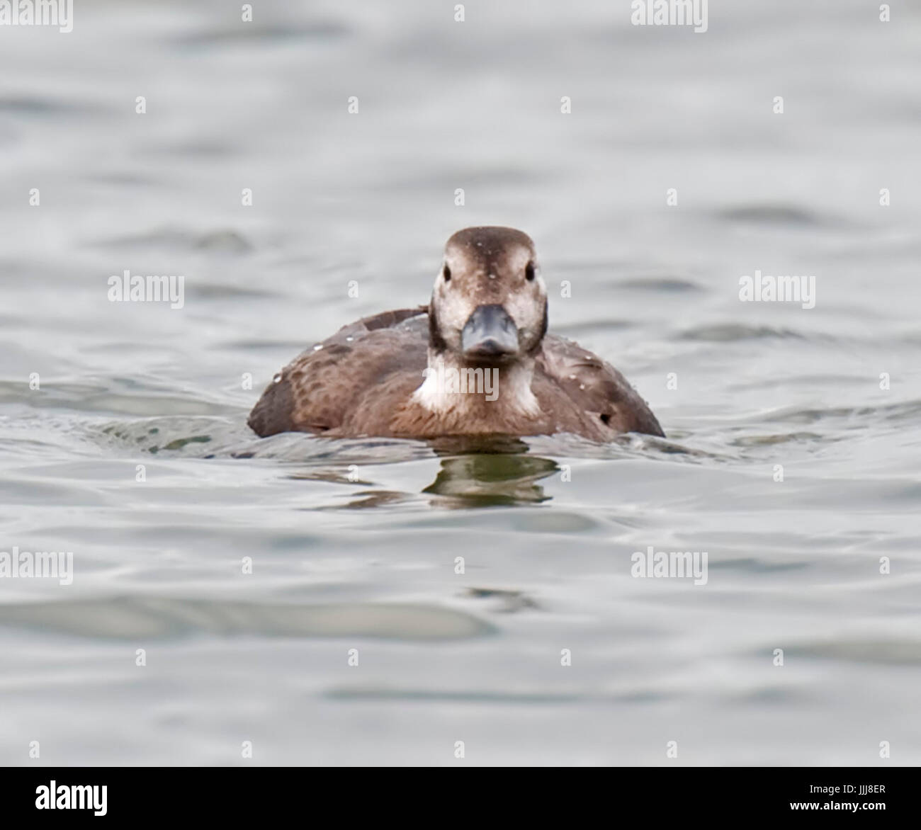 Long tailed duck uk hi-res stock photography and images - Alamy