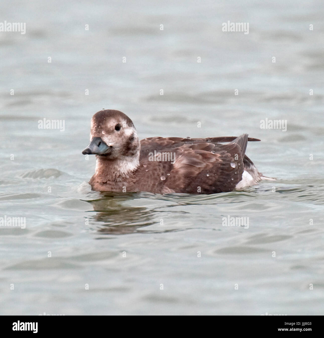 Long tailed duck uk hi-res stock photography and images - Alamy