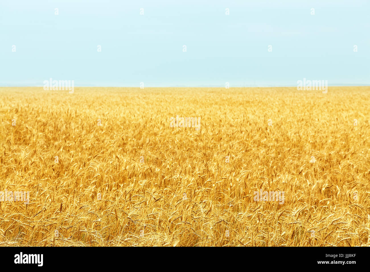 golden field of ripe wheat. agricultural background Stock Photo - Alamy